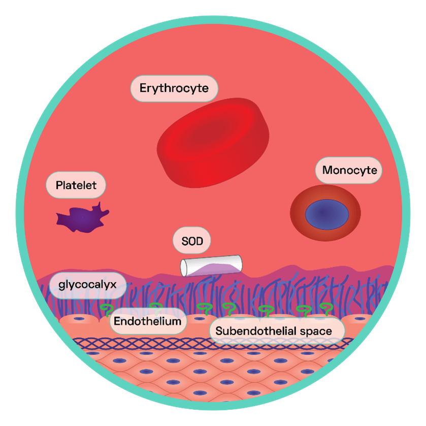 SCIENTIFIC COMMUNIQUÉ VII - CLINUVEL