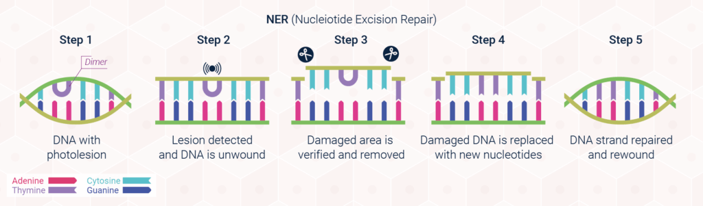 DNA Repair Communiqué I – CLINUVEL